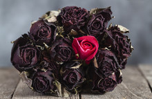 Weathered Rose Free Stock Photo - Public Domain Pictures