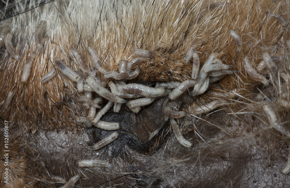 Foto de Stock Larvas de mosca en cadáver | Adobe Stock
