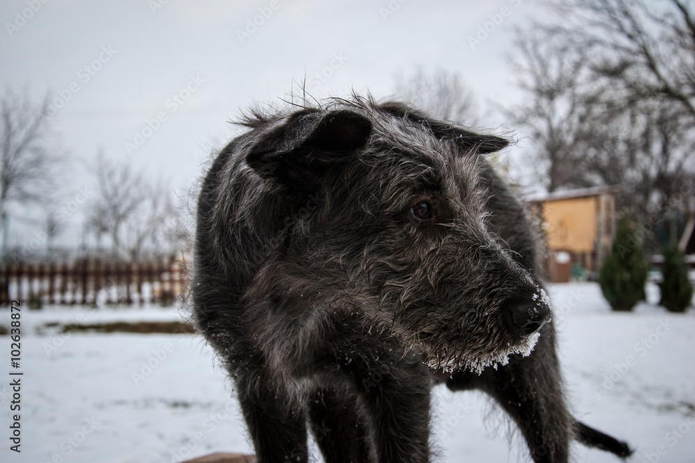 Irish wolfhound, Black puppy of Irish wolfhound in winter, Black young ...