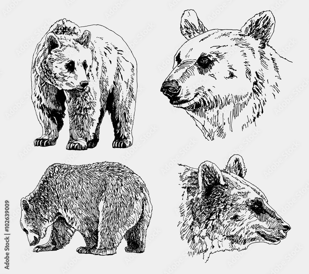 vector set of bears sketch, Hand Drawing. isolated on white background ...