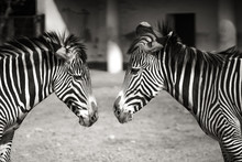Zebra Twins Free Stock Photo - Public Domain Pictures