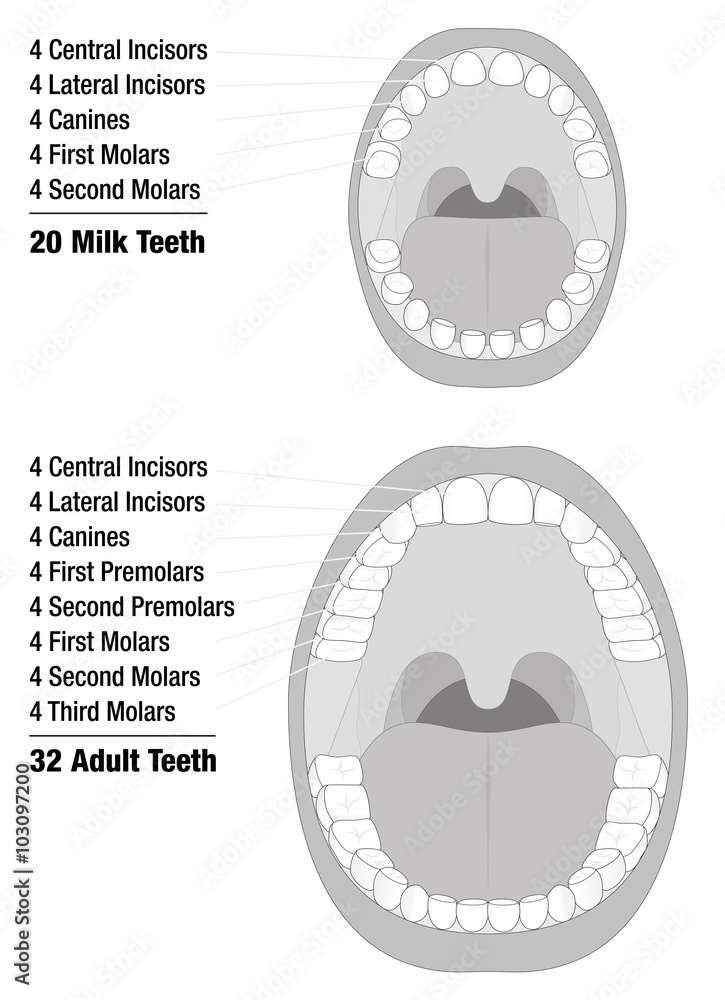 Milk Teeth - Adult Teeth - Comparison of temporary teeth of a child and ...