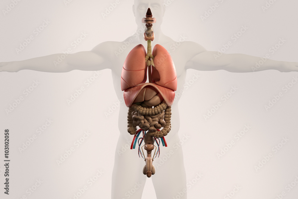 Human anatomy xray view of intestines, showing stomach, colon ...