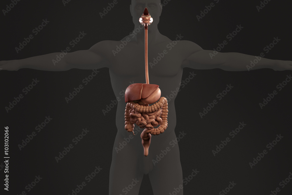 Human anatomy xray view of digestive system, showing stomach, colon ...