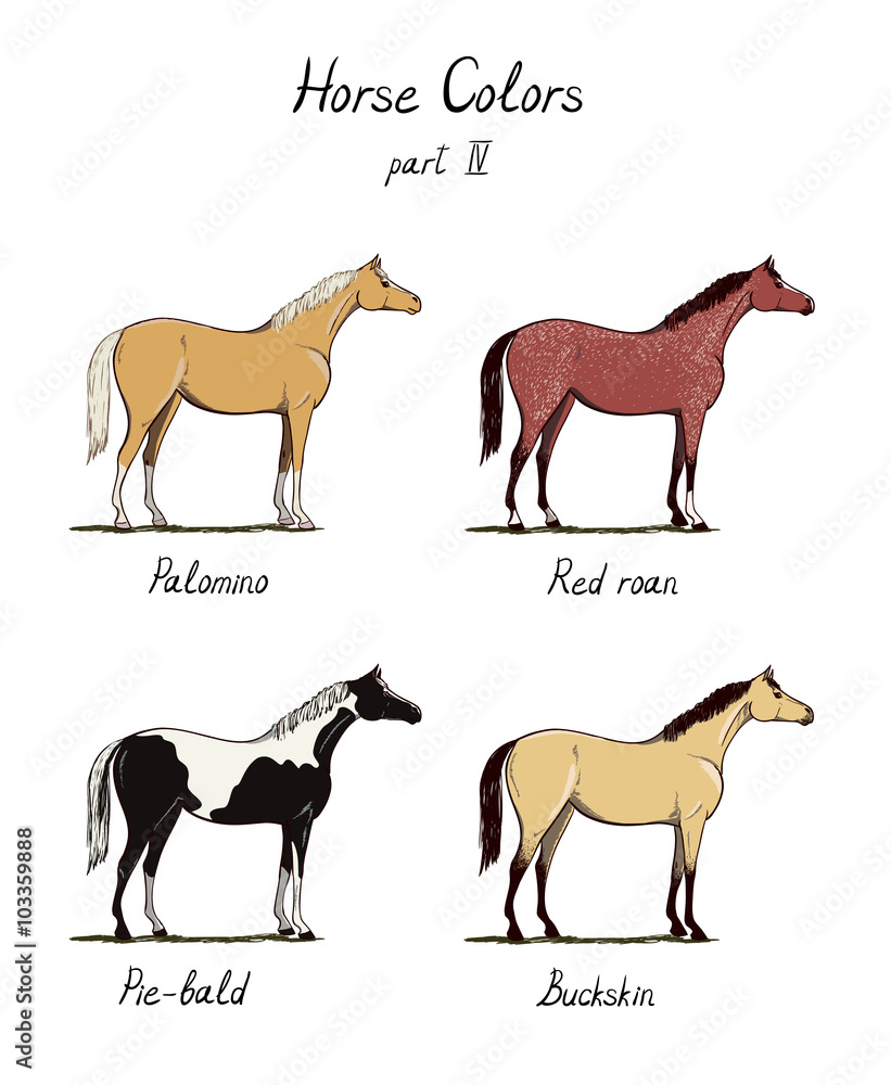 Set of horse color chart on white. Equine coat colors with text ...