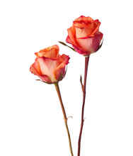 Two Orange Roses Free Stock Photo - Public Domain Pictures