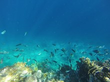 Busy Aquarium Fish Free Stock Photo - Public Domain Pictures