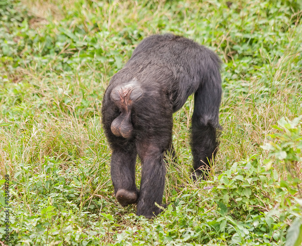 Adult male chimpanzee with big balls going down on all fours goes away ...