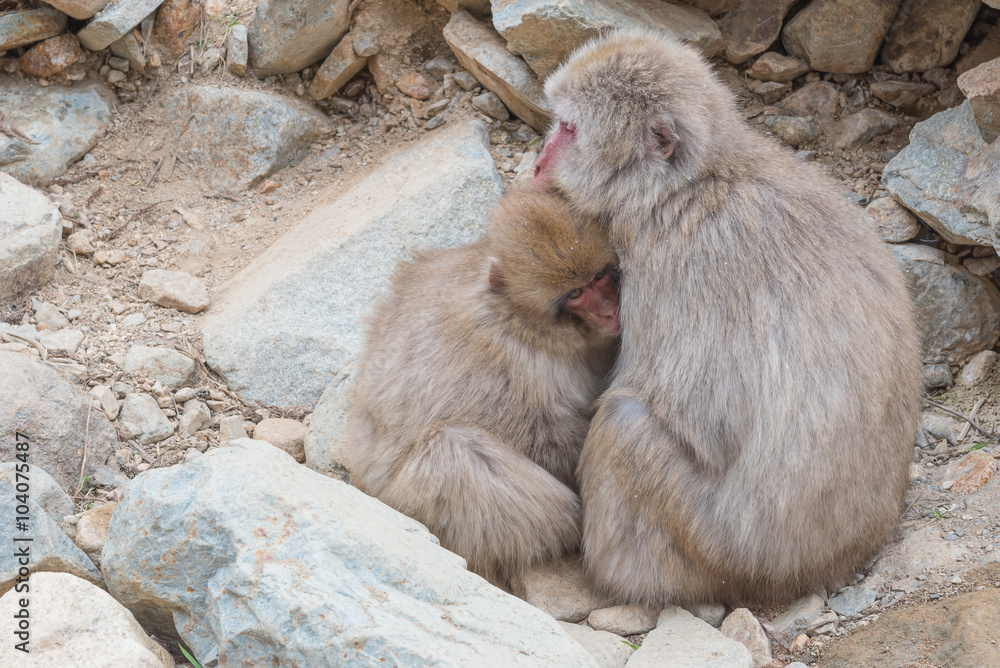 Family of japanese snow monkeys cold feeling before snowfall in the ...