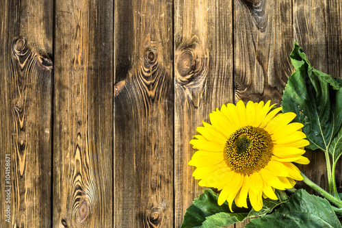 Sunflower on rustic wood background. Flowers backgrounds. - Buy this ...