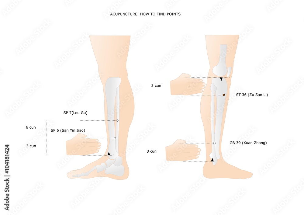 acupuncture: some points of the leg that can be found at 3 cun from a ...