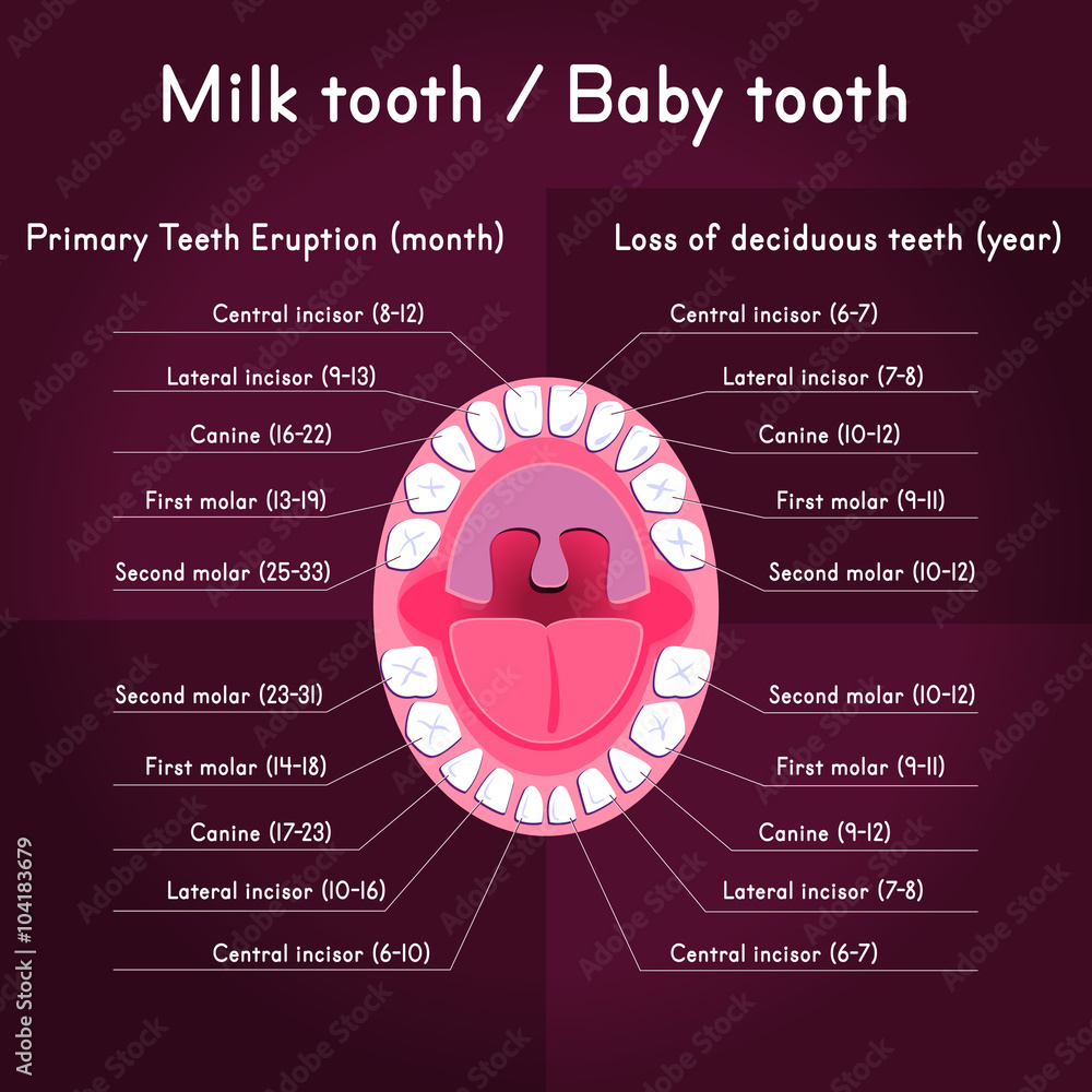 Children Teeth anatomy. Shows eruption and shedding time. Dental titles ...