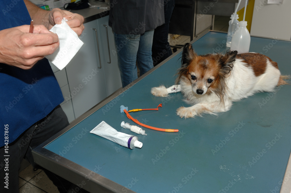 Stock-Foto „La prise de sang et l’analyse sanguine permettent d’étudier ...
