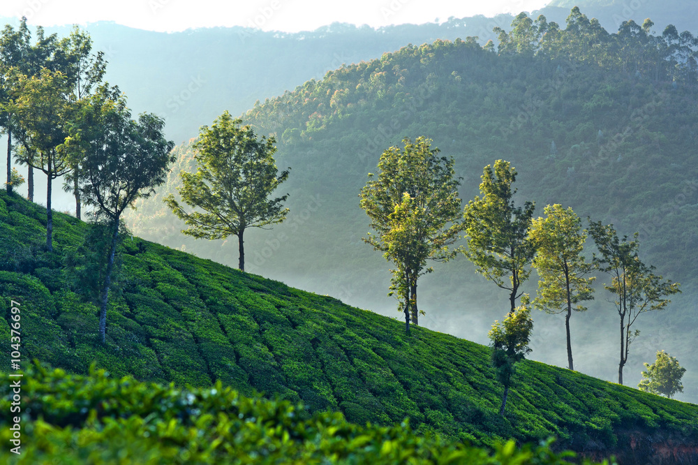 Tea plantation in Munnar, Kerala, South India. Munnar is situated at ...