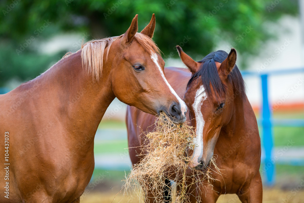 Two Arabian horses eating hay Stock Photo | Adobe Stock