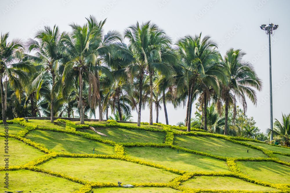 coconut plantation in royal flora ratchaphruek park Stock Photo | Adobe ...