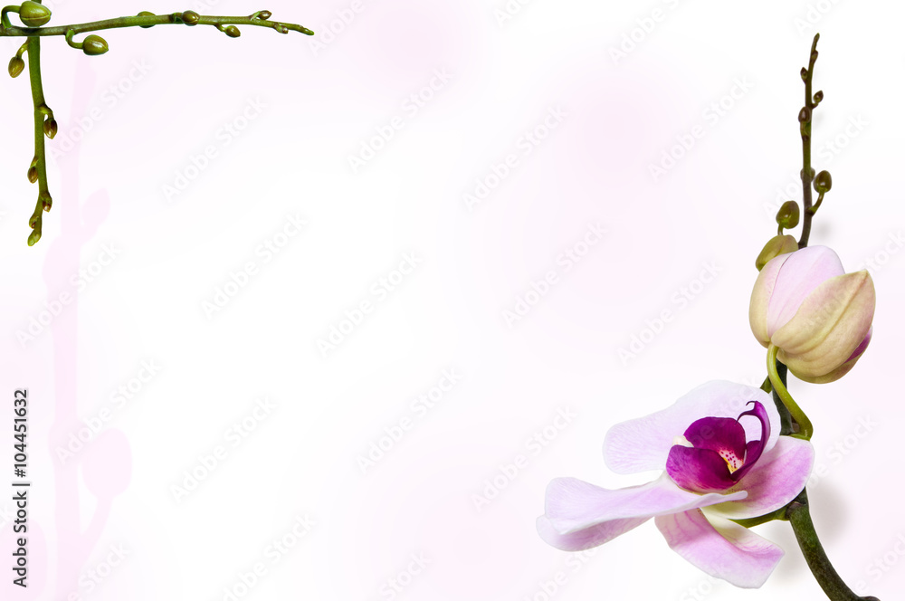 Orchid background on stem backdrop. Stems in the top left corner Stock ...