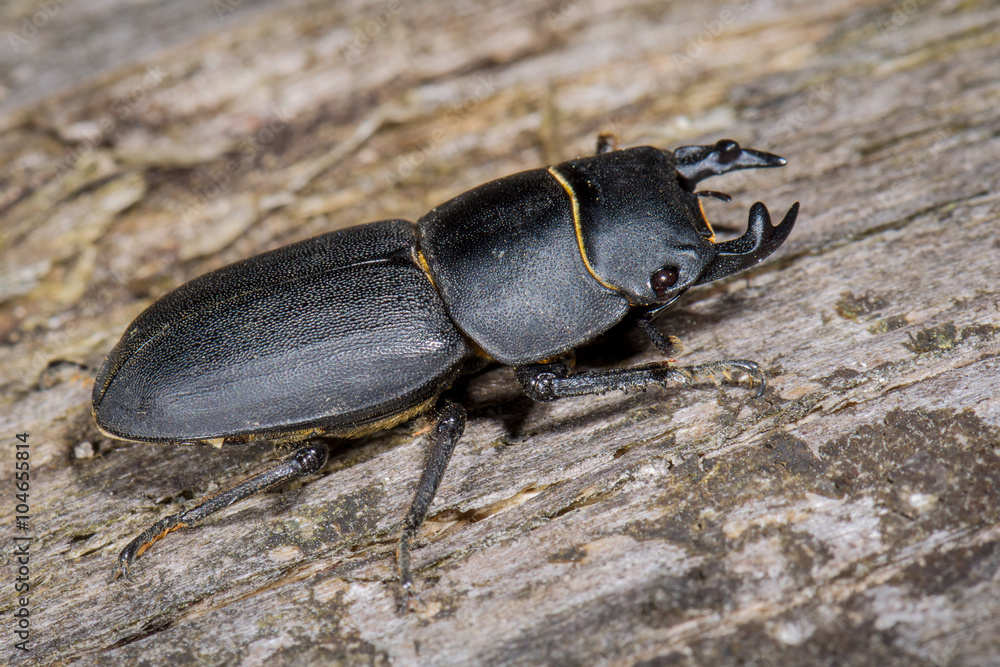 Balkenschröter (Dorcus parallelipipedus) Männchen Stock Photo | Adobe Stock