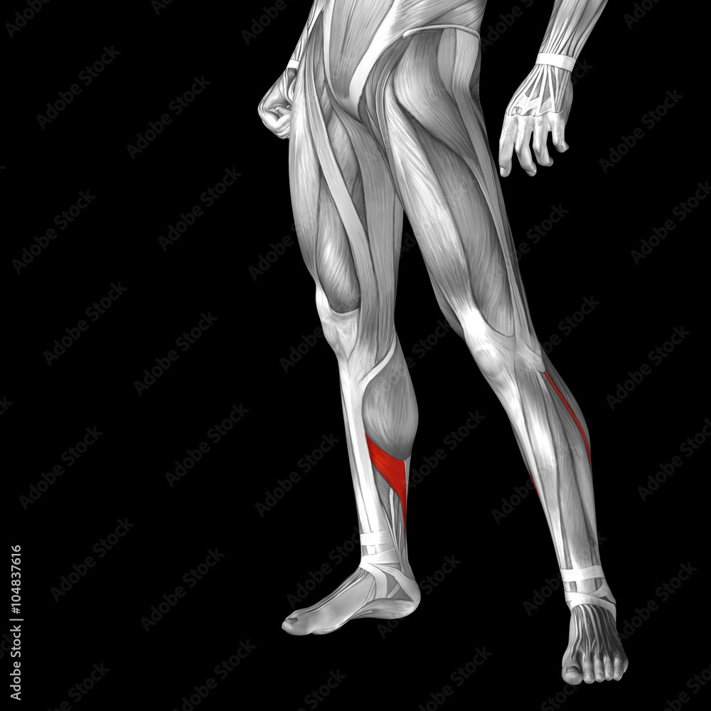 Conceptual 3D human front lower leg muscle anatomy Stock Illustration ...
