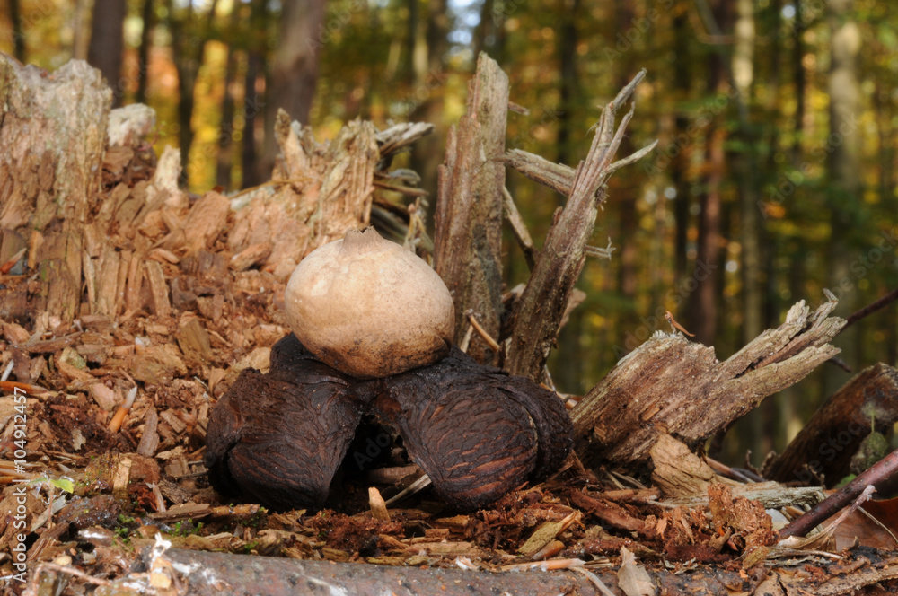 Geastrum rufescens fungus, commonly known as the rosy earthstar Stock ...
