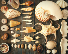 Seashell Collection On Wood Free Stock Photo - Public Domain Pictures