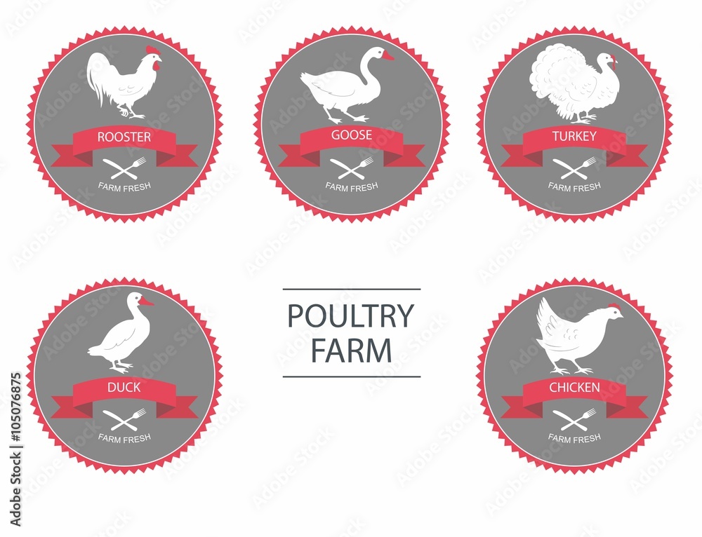 Poultry farm. Set of detailed quality vector silhouettes of chicken ...