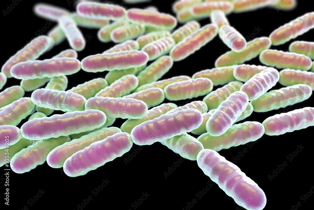 Bacteria Lactobacillus, gram-positive rod-shaped lactic acid bacteria ...