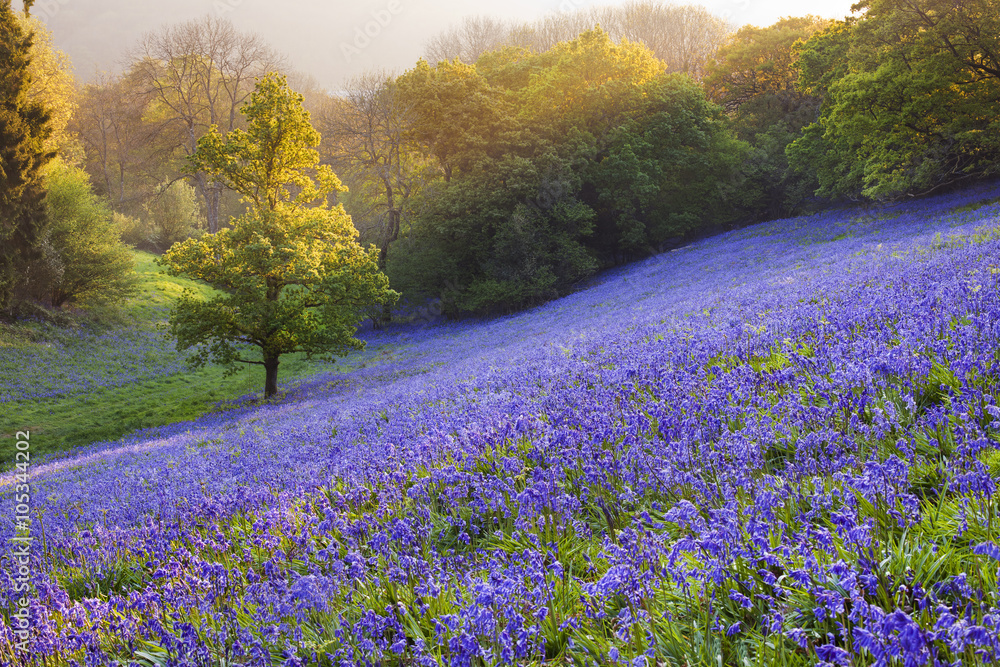 Bluebells (Hyacinthoides non-scripta) growing in a woodland field ...