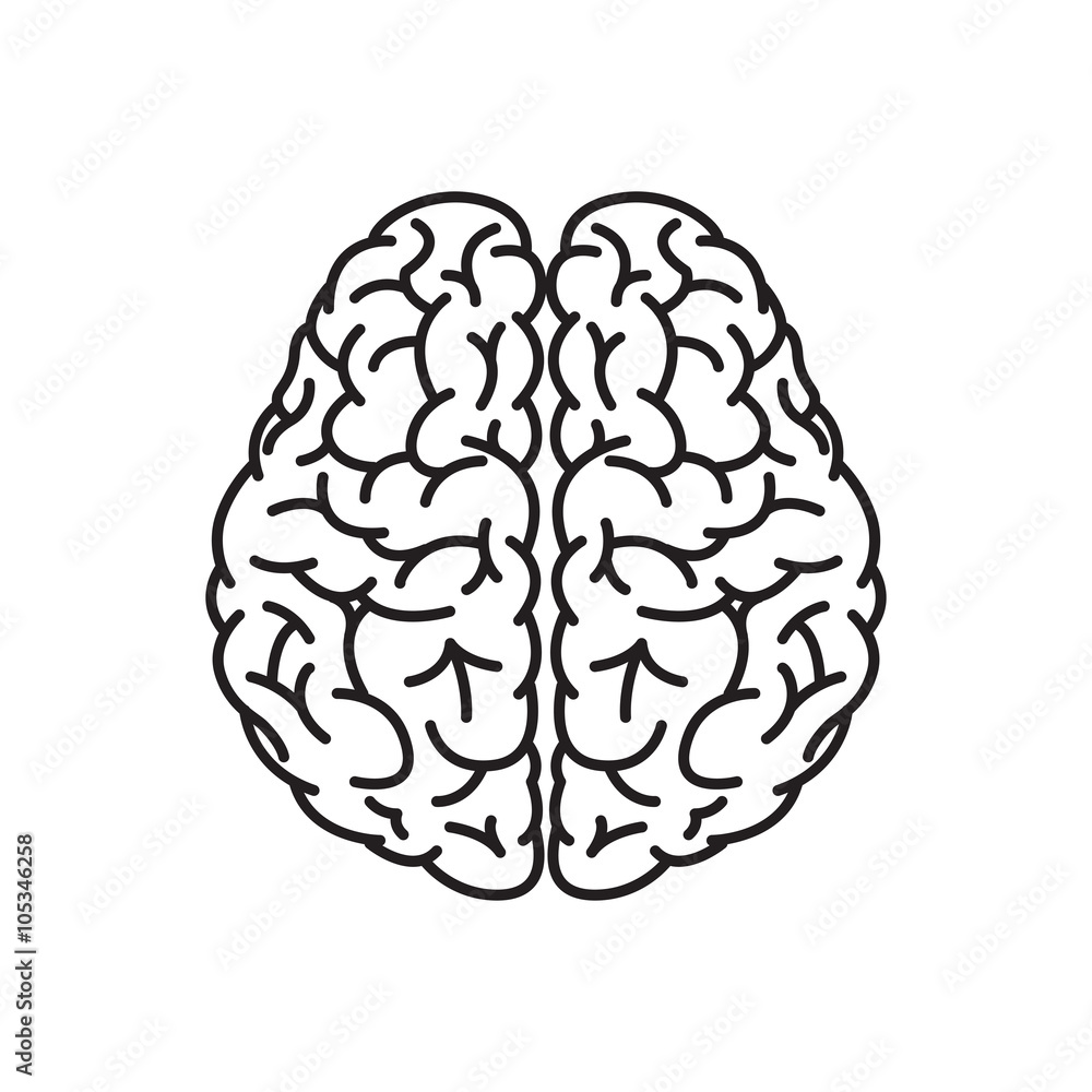 Vector Illustration of Human Brain Outline From Top View Stock Vector ...