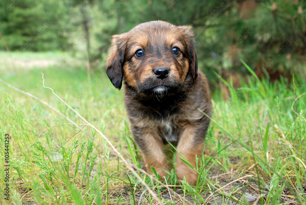 Cute sad small puppy outdoor on the green Stock Photo | Adobe Stock