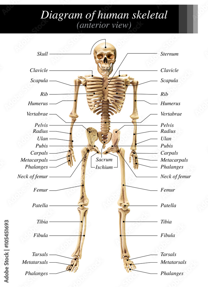 Human skeleton diagram Stock Photo | Adobe Stock