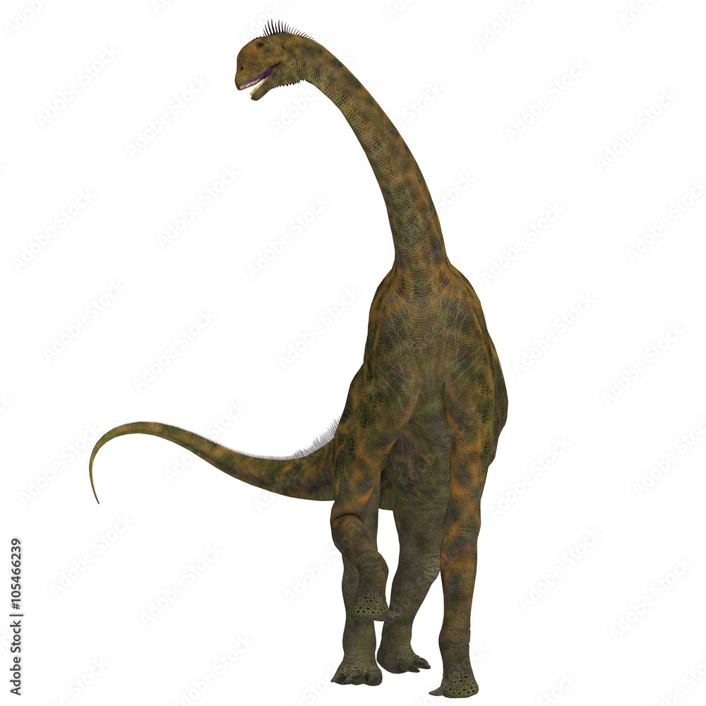 Atlasaurus on White - Atlasaurus was a large herbivorous dinosaur that ...