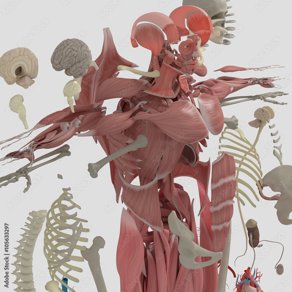 Ilustración de Stock Human anatomy exploded view, deconstructed showing ...