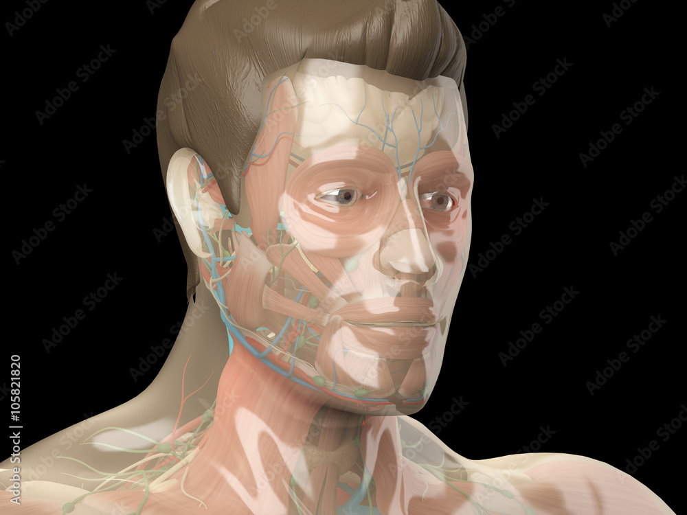 Glass anatomy. Human anatomy with see through glass skin revealing ...