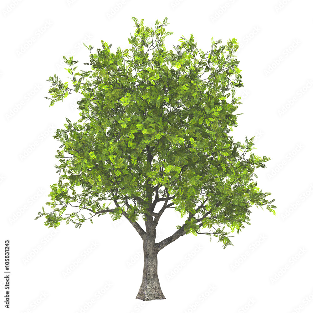 3d model of ash tree isolated on pure white background Stock ...