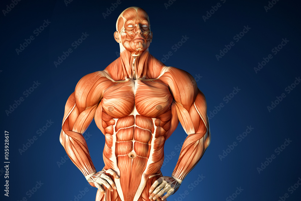Bodybuilder anatomy. Contains clipping path Stock Illustration | Adobe ...