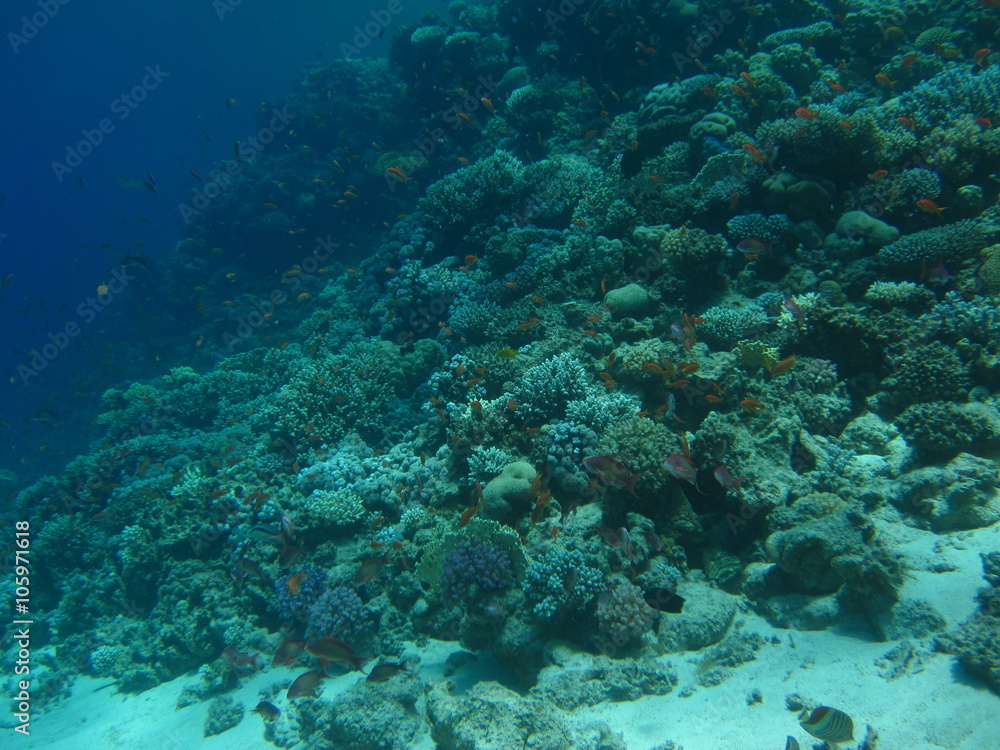 The coral reef on the sand bottom. Underwater paradise for scuba diving ...