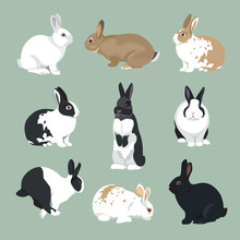 Bunny Rabbit Illustration Free Stock Photo - Public Domain Pictures