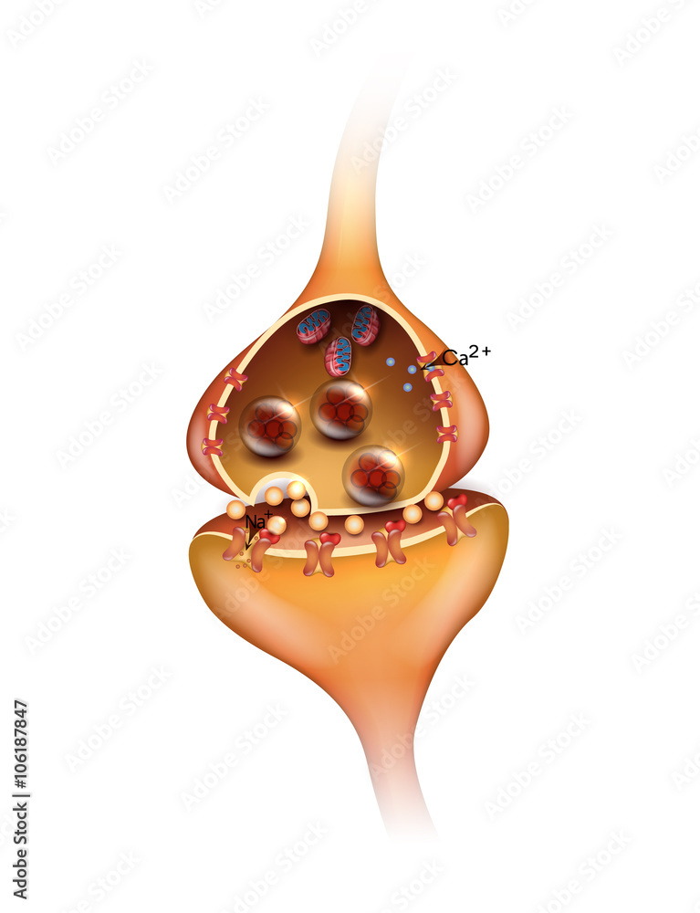 Synapse detailed anatomy, isolated on white background. Neuron passes ...