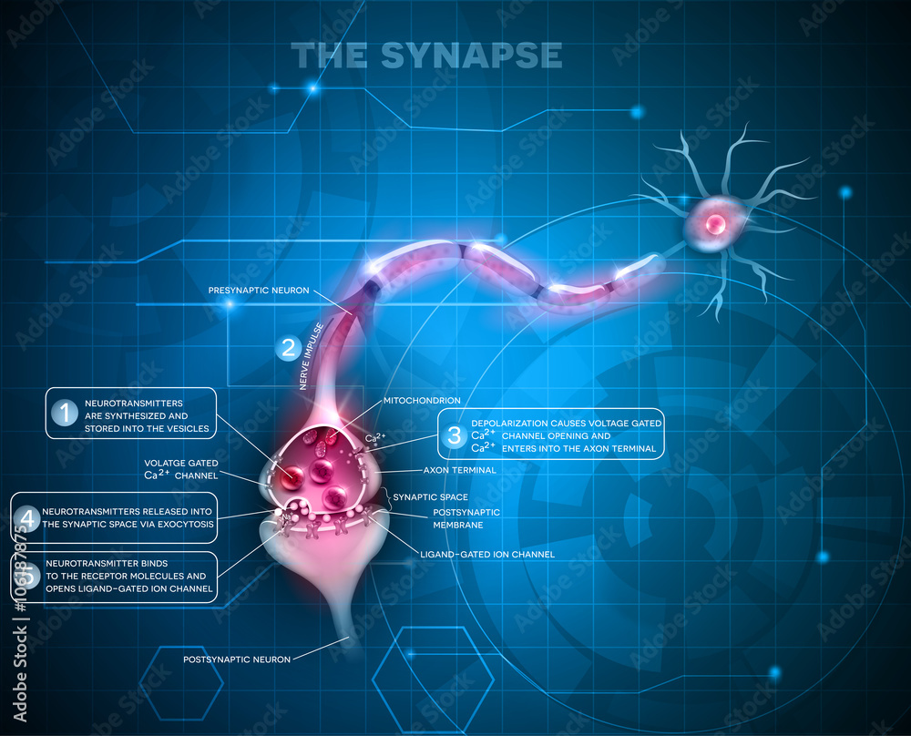 Synapse detailed anatomy, abstract technology background. Neuron passes ...