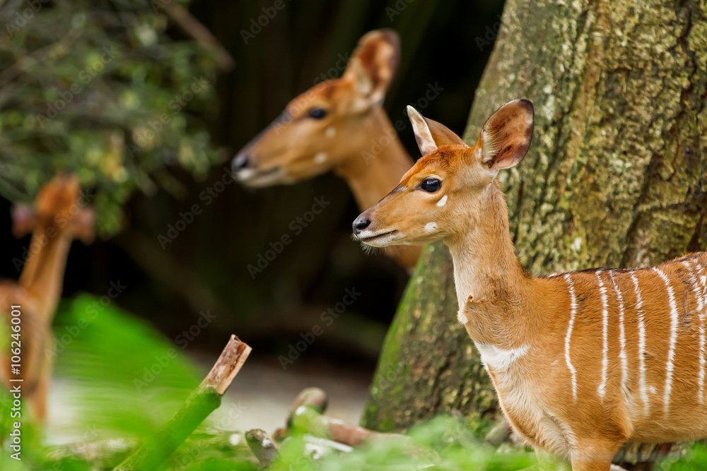 Sitatunga or marshbuck (Tragelaphus spekii) is a swamp-dwelling ...