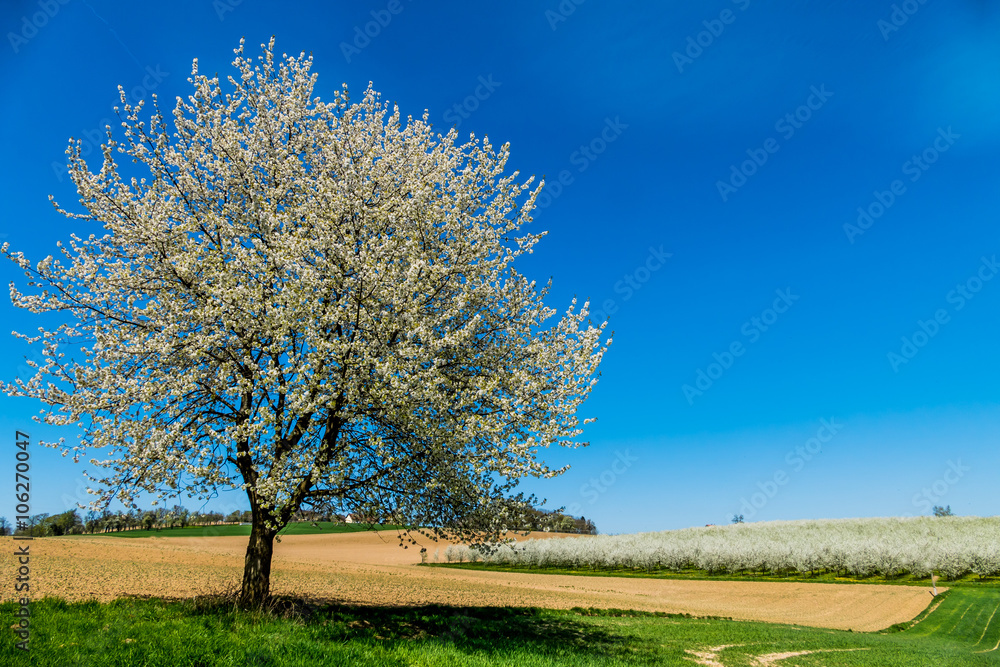 Foto de Stock Baum im Frühling | Adobe Stock