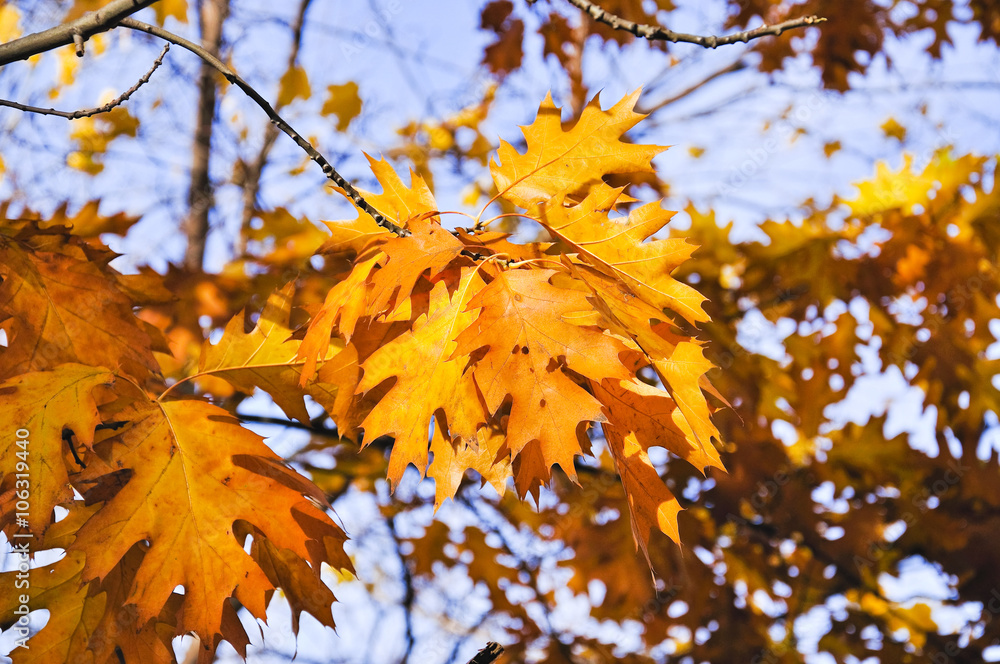 The leaves of champion oak (Quercus Borealis ) or northern red oak ...