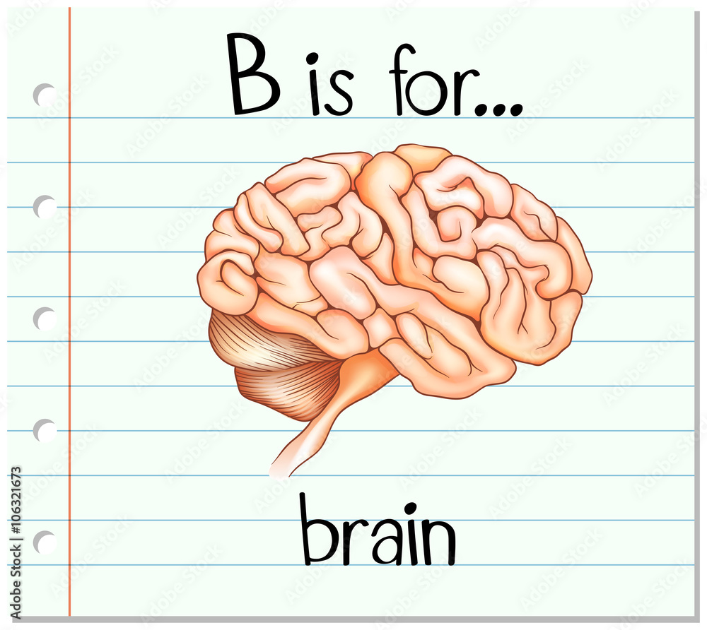 Flashcard alphabet B is for brain Stock Vector | Adobe Stock