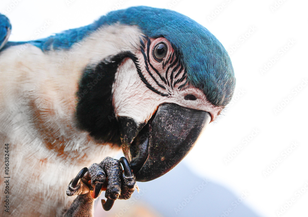 Blanquita la guacamaya Detail of a rare white Guacamaya face Close up ...