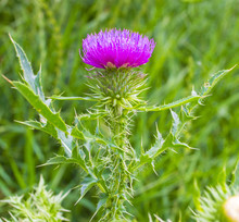 Russian Thistle Free Stock Photo - Public Domain Pictures