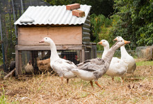 Grey Geese, Animal Farm, Ballito Free Stock Photo - Public Domain Pictures
