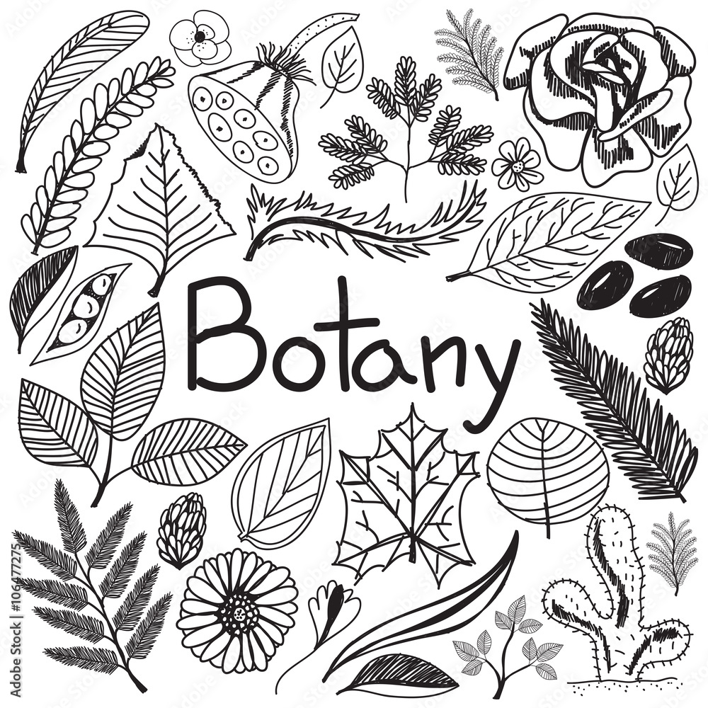 Botany biology doodle handwriting icons plants and trees in white ...