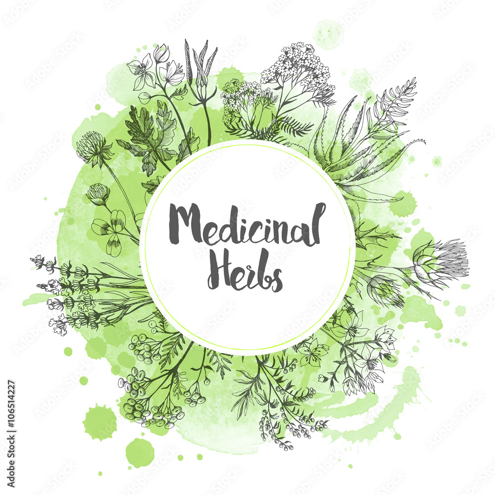 Watercolor vector background of medicinal herbs Stock Vector | Adobe Stock
