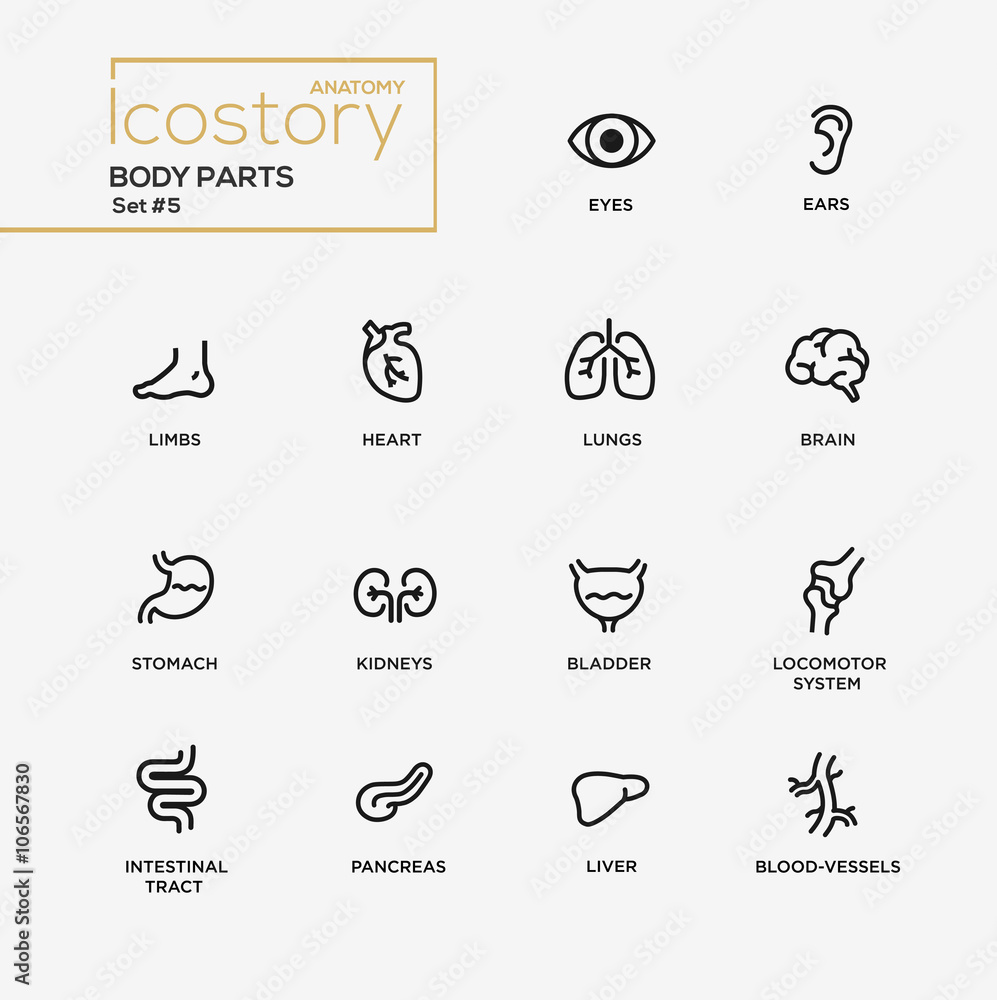 Body parts modern simple thin line design icons, pictograms set Stock ...